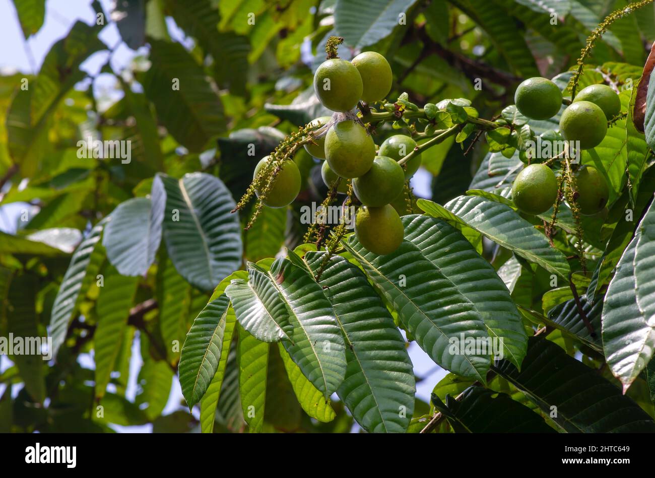 Matoa fruits (Pometia pinnata) hanging on the tree, native fruit from ...