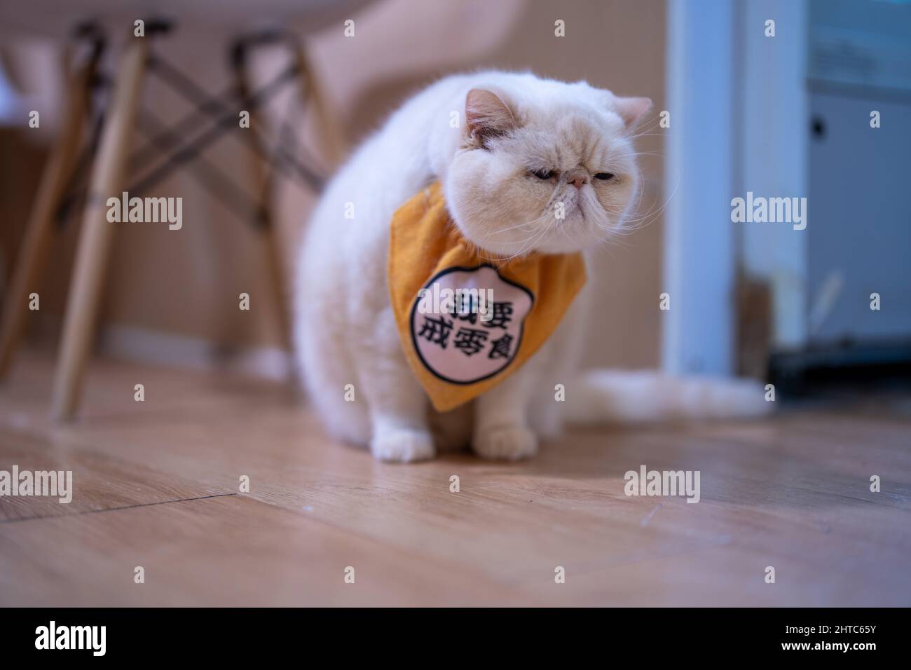 White furry cat at the cat cafe Stock Photo - Alamy