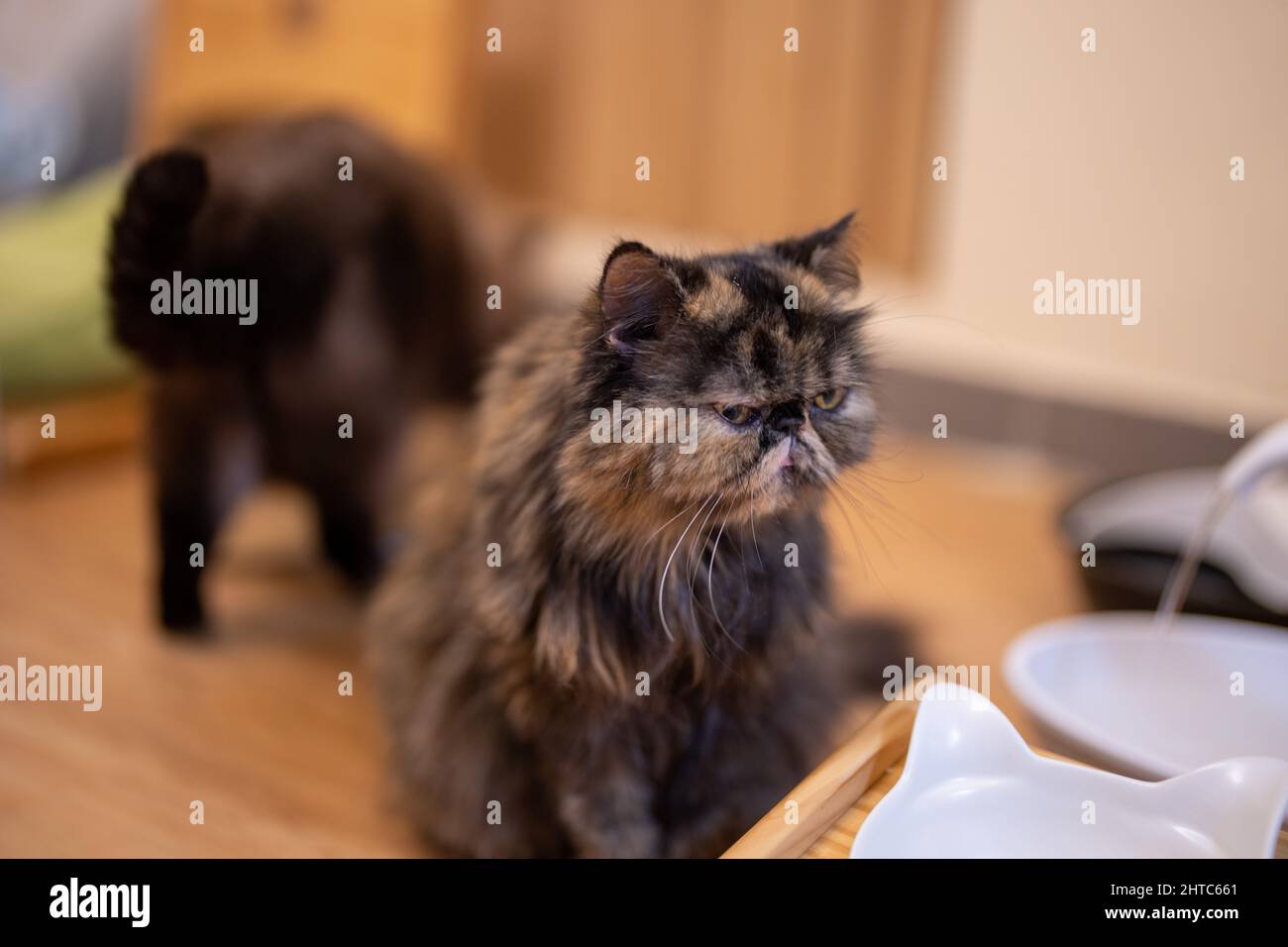 Adorable furry cat at the cat cafe Stock Photo - Alamy