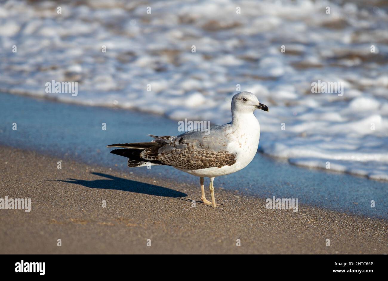 Lonely seagull standing on the beach Stock Photo - Alamy