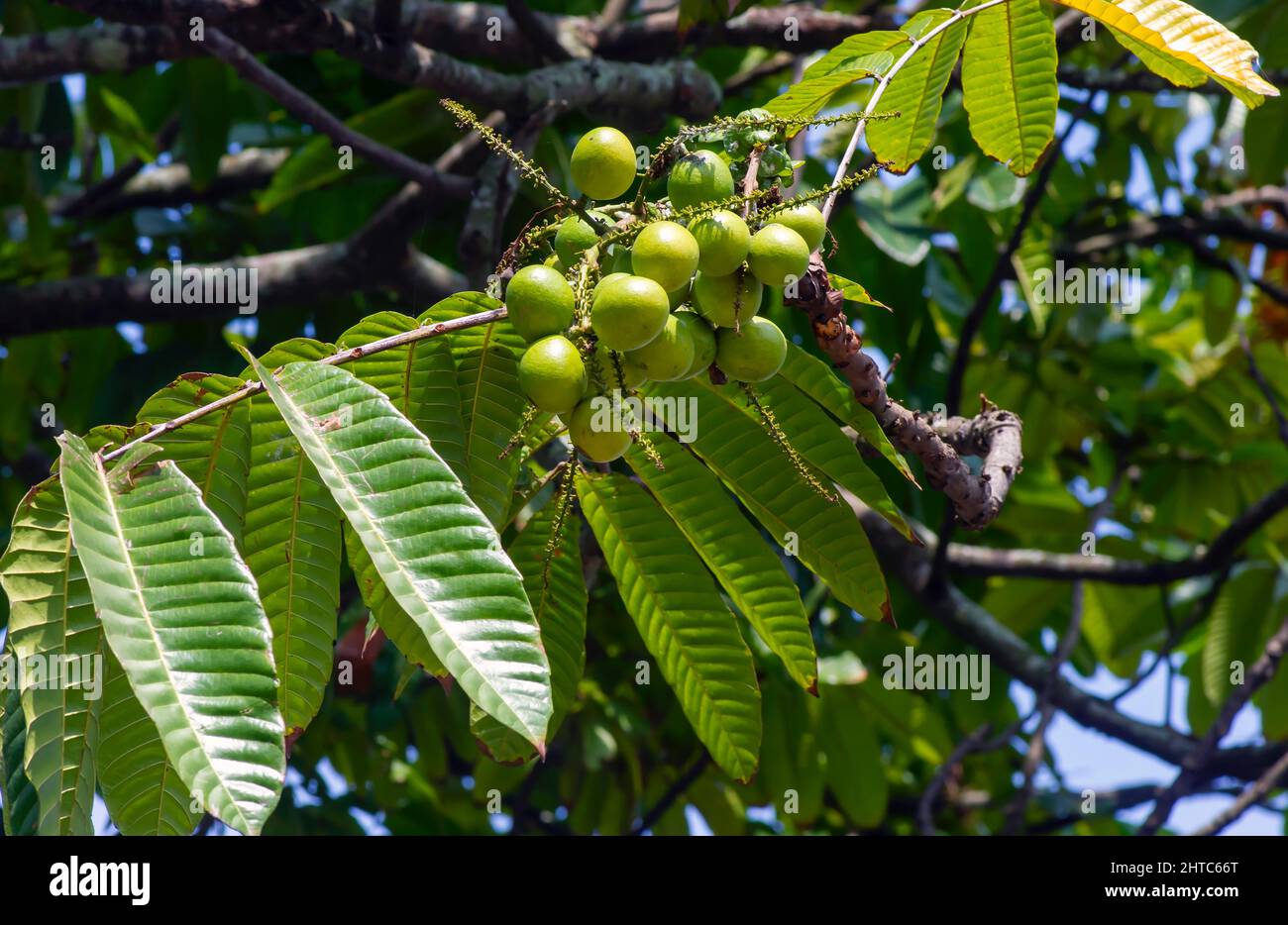 Matoa fruits (Pometia pinnata) hanging on the tree, native fruit from ...