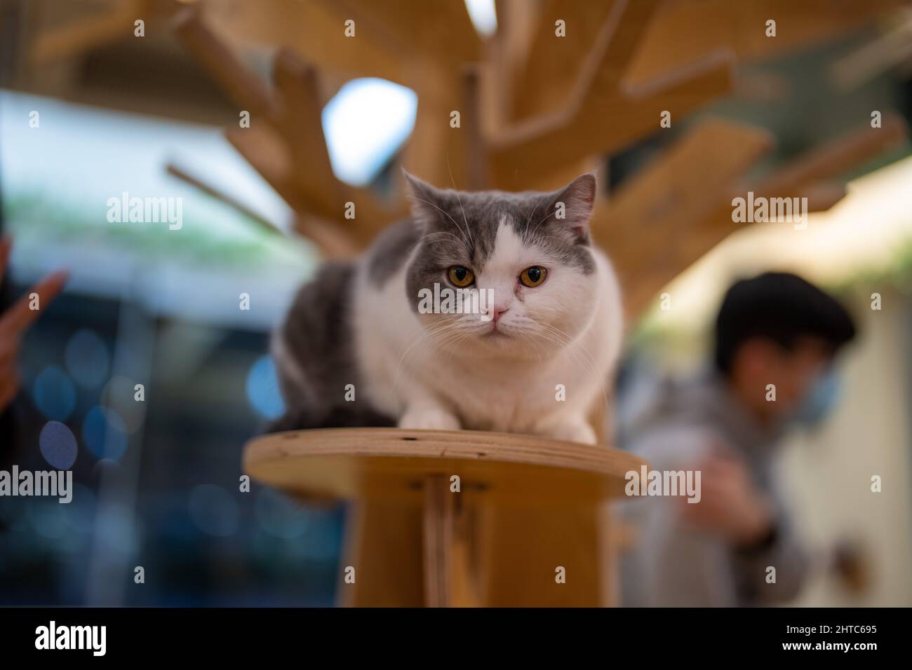 Adorable furry cat at the cat cafe Stock Photo - Alamy