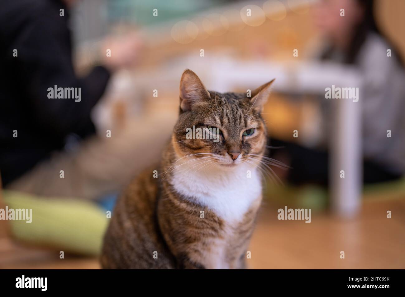 Adorable furry cat at the cat cafe Stock Photo - Alamy