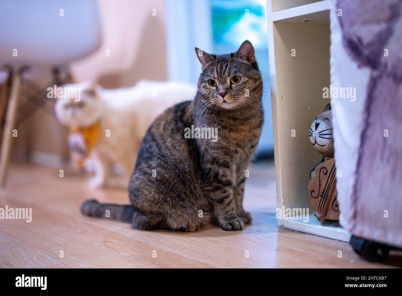 Adorable furry cat at the cat cafe Stock Photo - Alamy