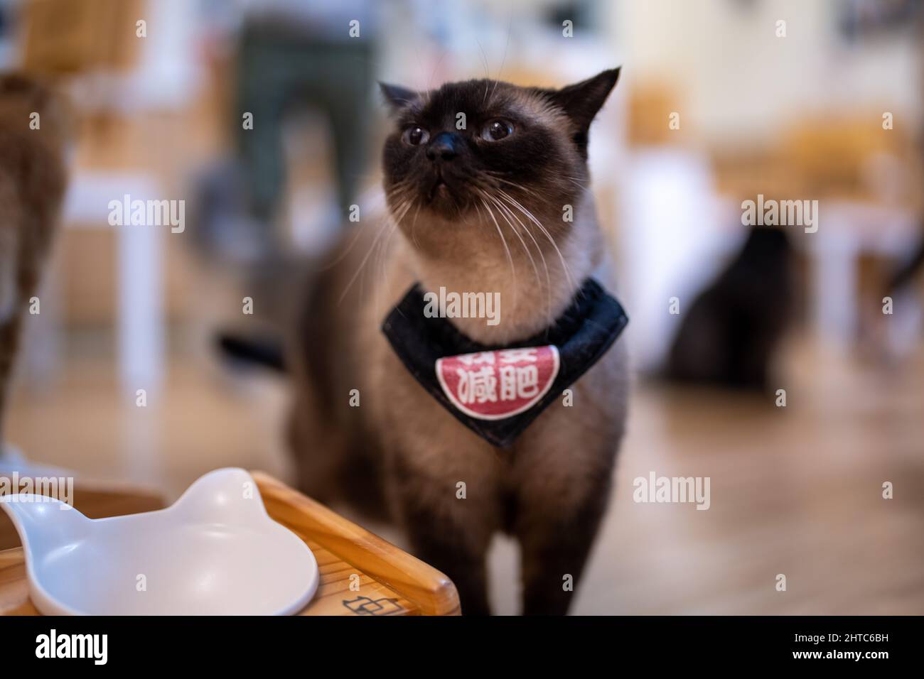 Adorable furry cat at the cat cafe Stock Photo - Alamy