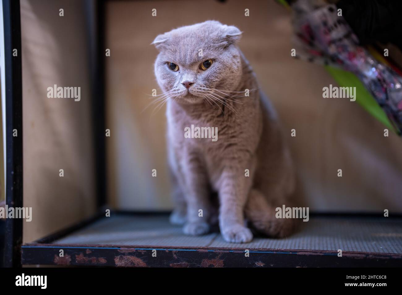 Adorable furry cat at the cat cafe Stock Photo - Alamy