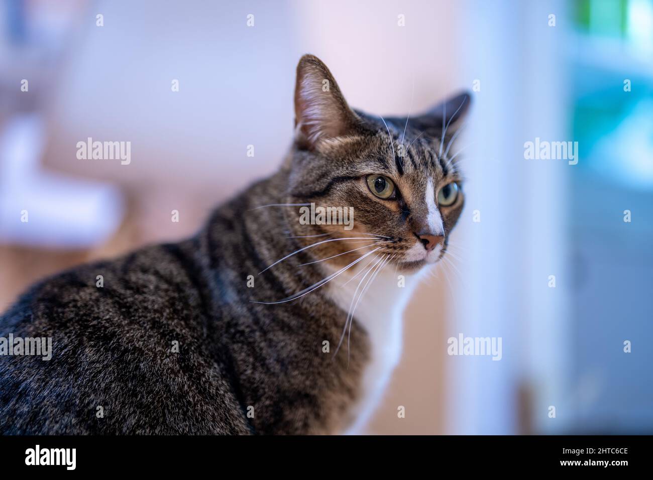 Adorable furry cat at the cat cafe Stock Photo - Alamy