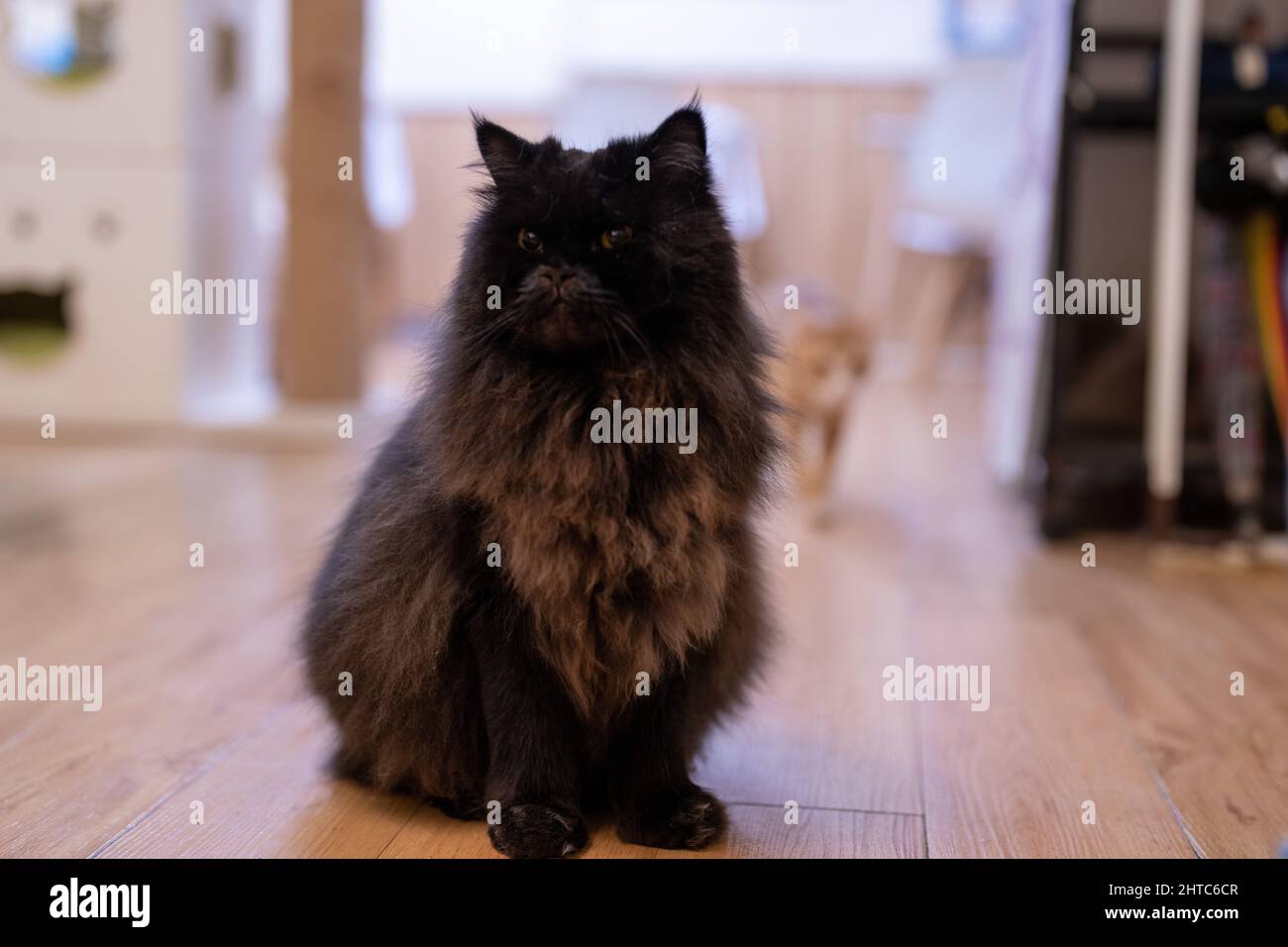 Adorable furry cat at the cat cafe Stock Photo - Alamy