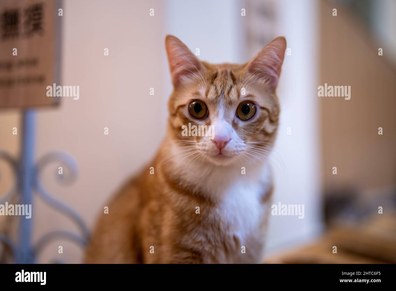 Adorable furry cat at the cat cafe Stock Photo - Alamy