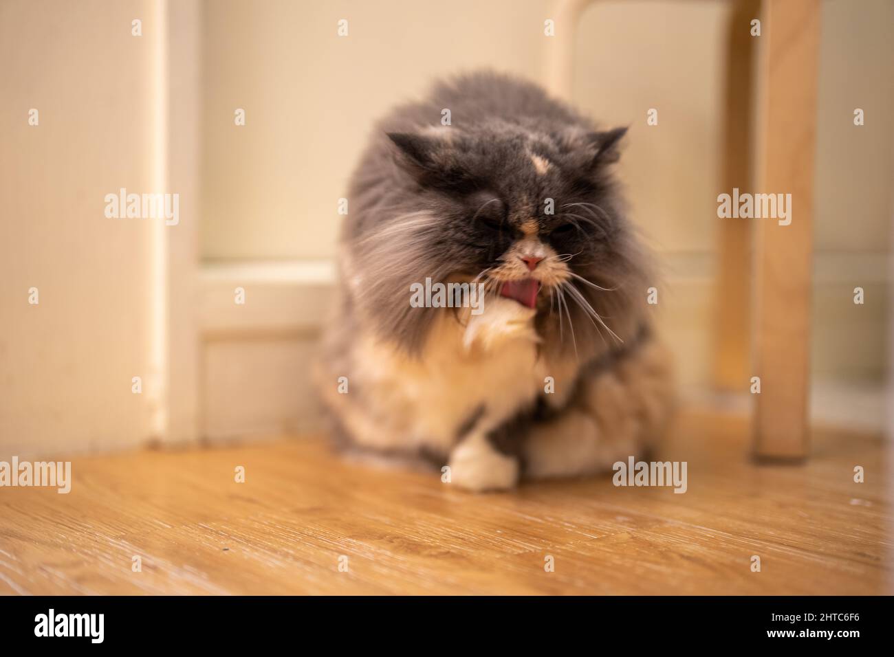 An adorable furry cat at the cat cafe Stock Photo - Alamy