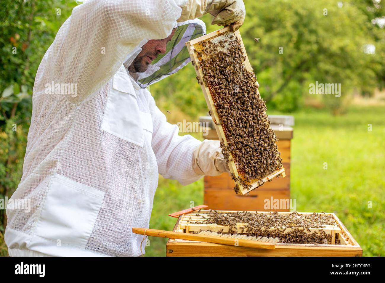 Beekeeping concept, beekeeper looks after bees, the bees checks, checks ...