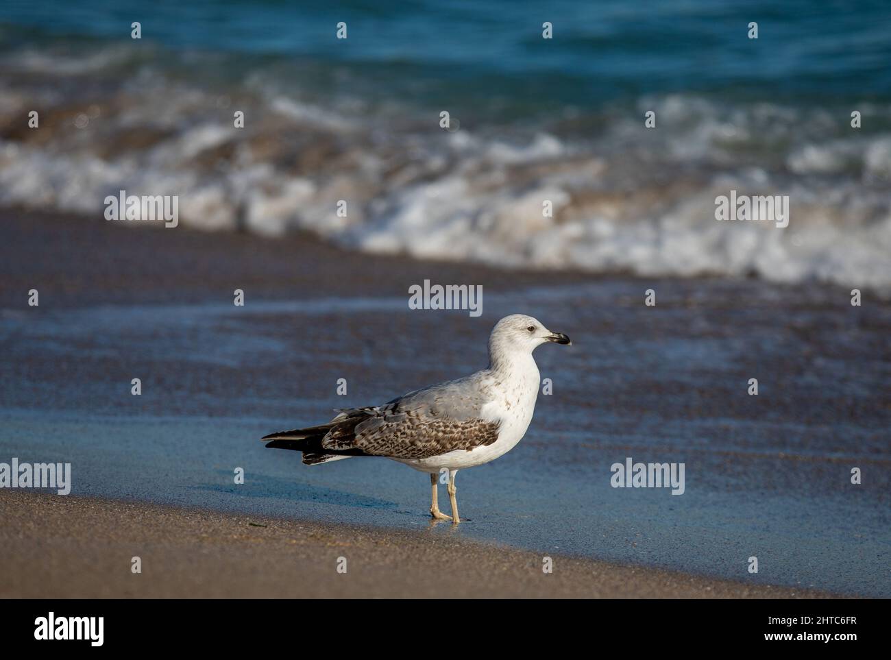 Lonely seagull standing on the beach Stock Photo - Alamy