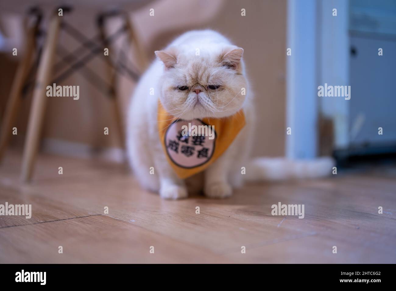 White furry cat at the cat cafe Stock Photo - Alamy
