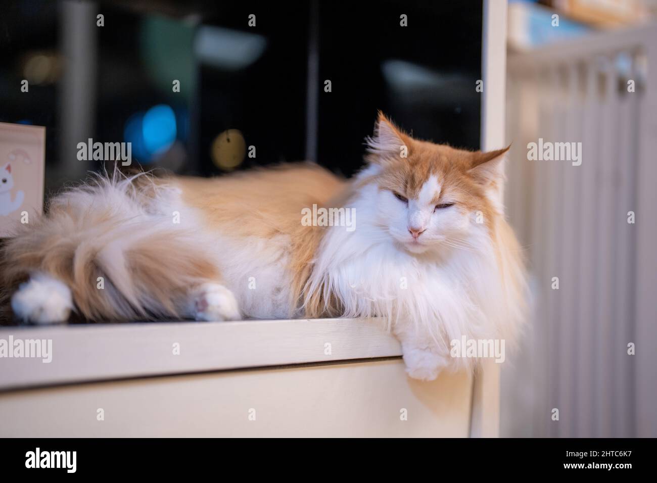 Adorable furry cat at the cat cafe Stock Photo - Alamy