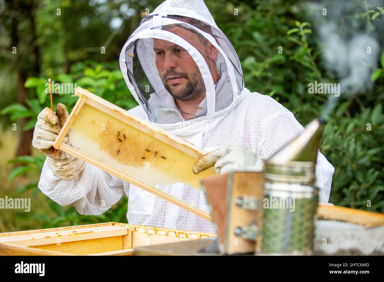Beekeeping concept, beekeeper looks after bees, the bees checks, checks ...