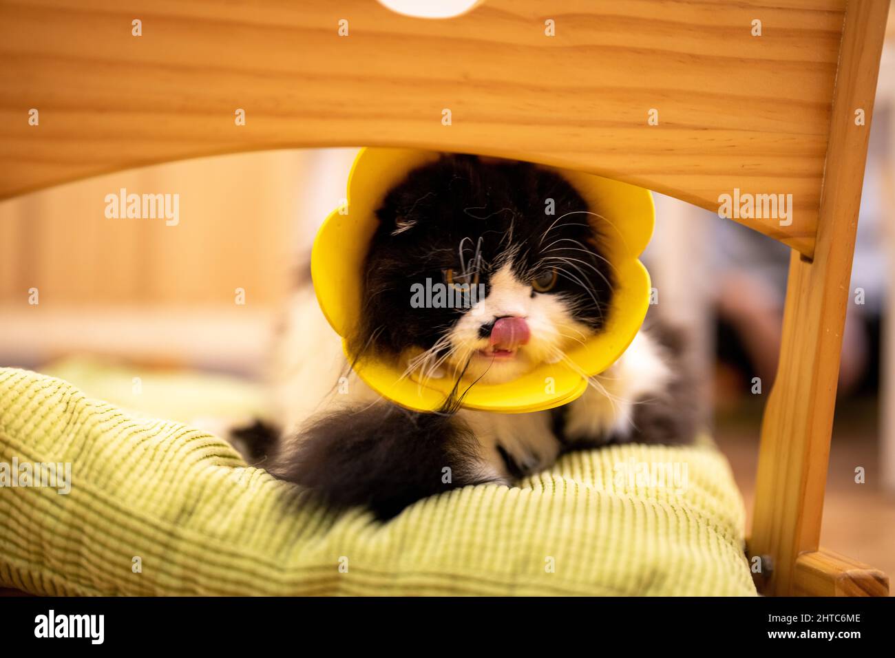 Adorable furry cat at the cat cafe Stock Photo - Alamy