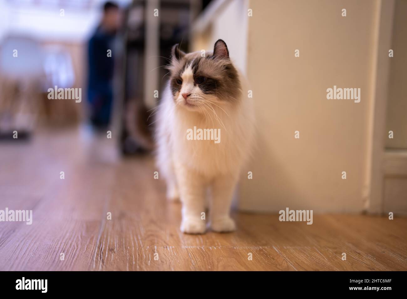 Adorable furry cat at the cat cafe Stock Photo - Alamy