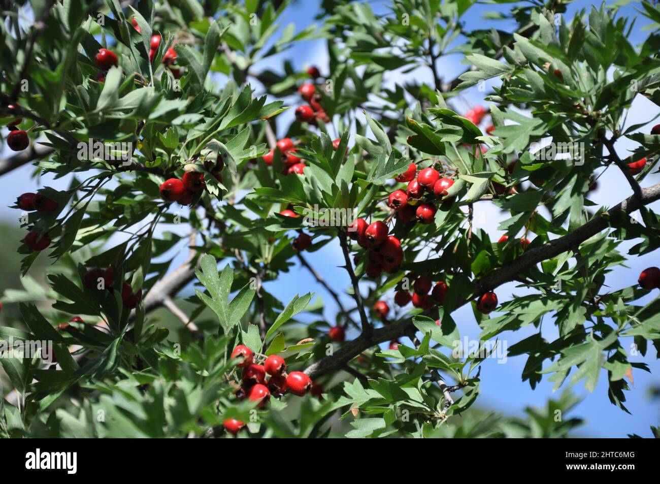 Tree branches with red hawthorn berries in Armenia Stock Photo - Alamy