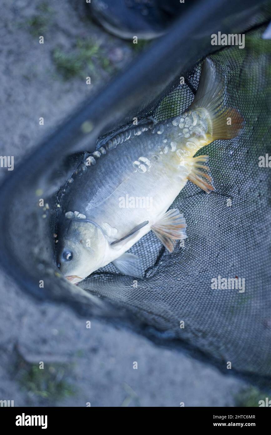 Vertical closeup shot of the Eurasian carp in the fish net on a blurry ...