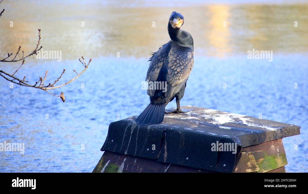 Cormorant wings wingspan flying hi-res stock photography and images - Alamy