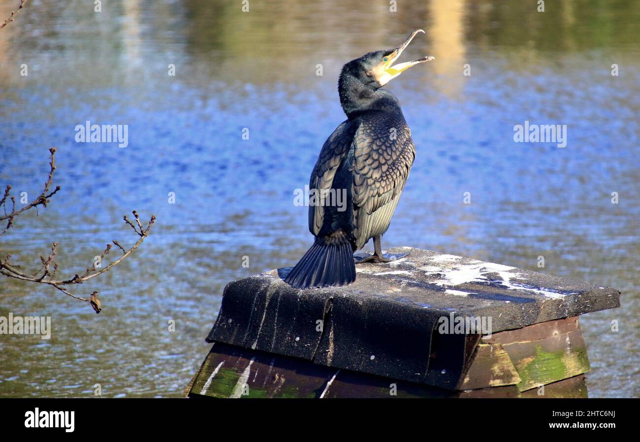Royden park hi-res stock photography and images - Alamy