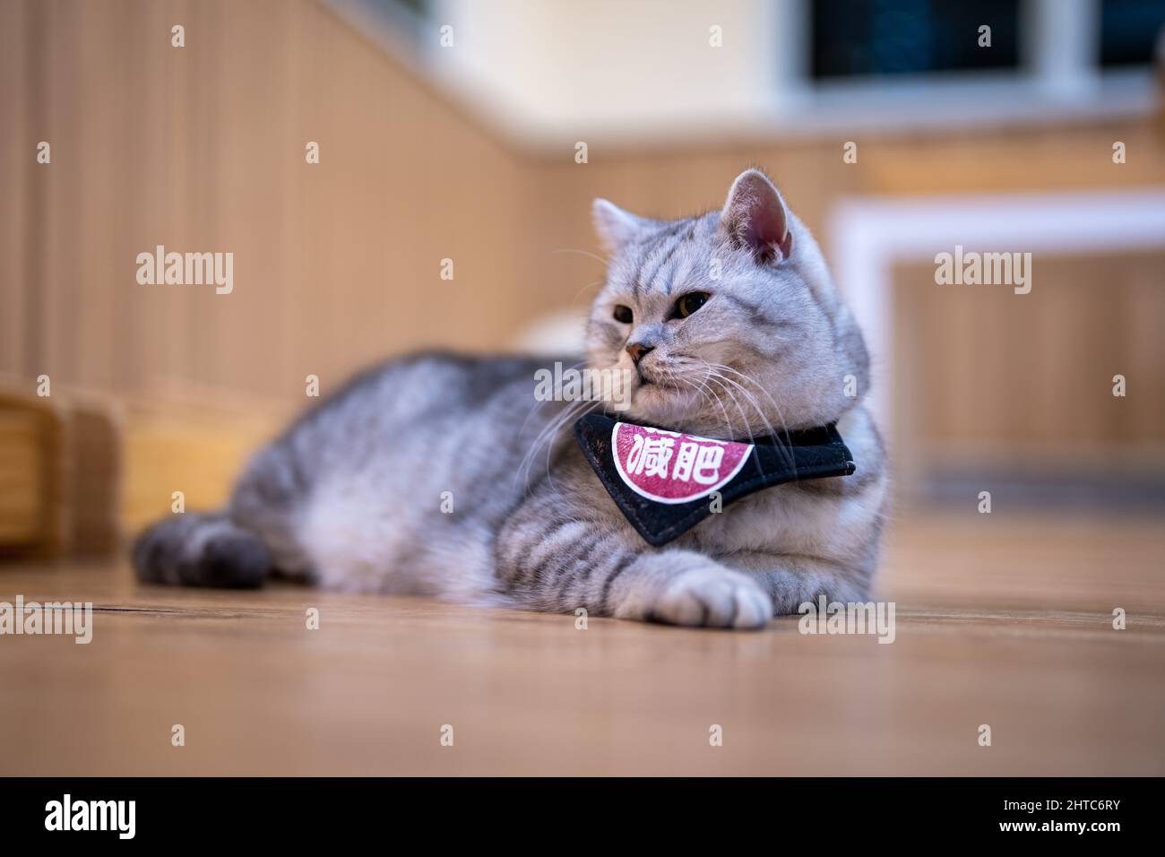 Adorable furry cat at the cat cafe Stock Photo - Alamy
