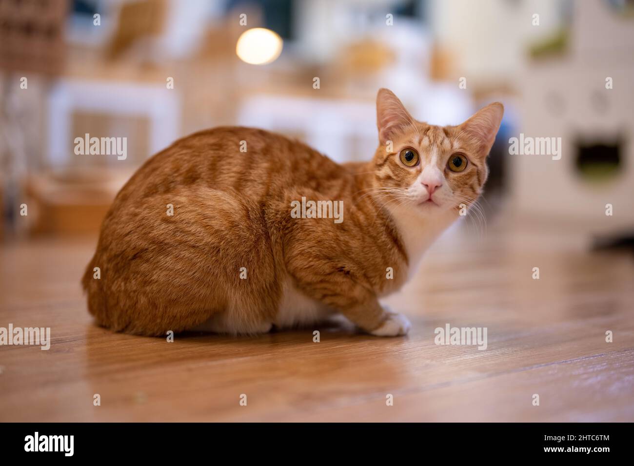 Adorable furry cat at the cat cafe Stock Photo - Alamy