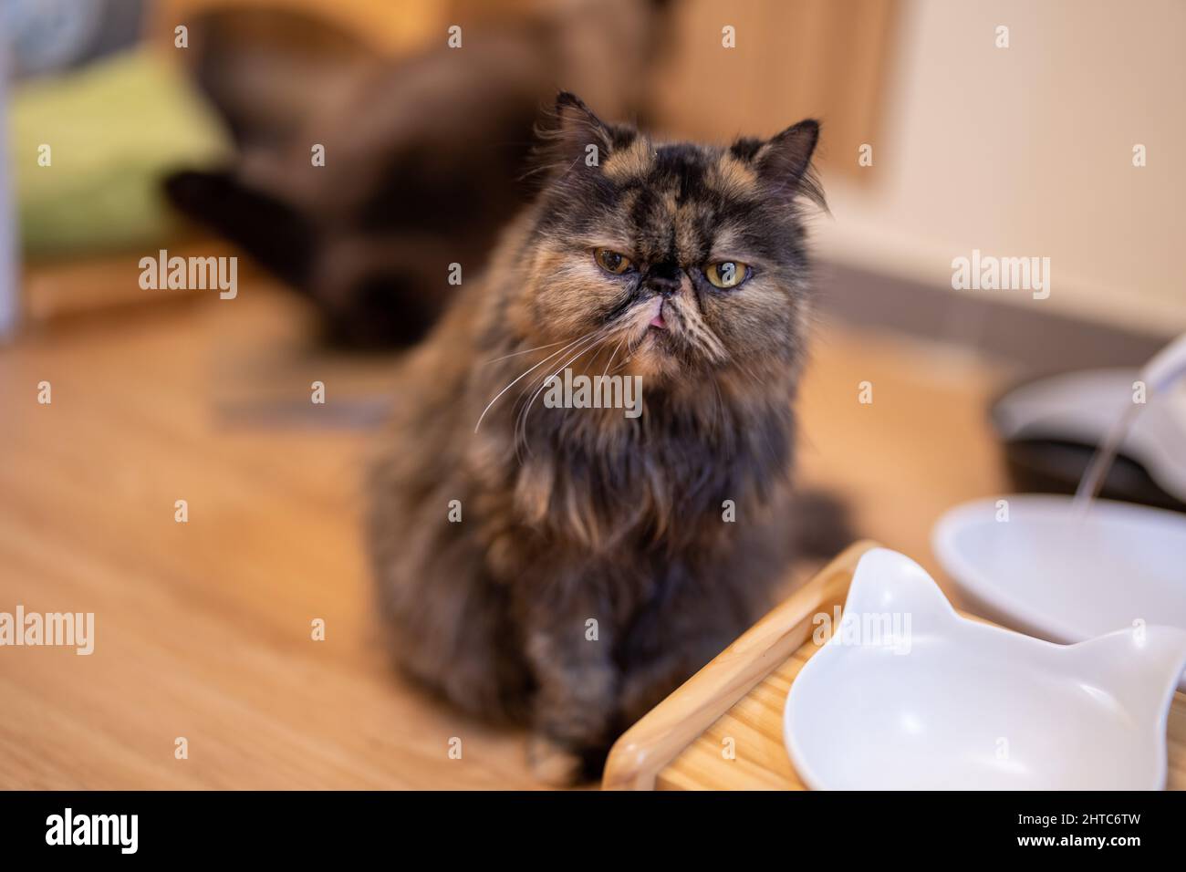 Adorable furry cat at the cat cafe Stock Photo - Alamy