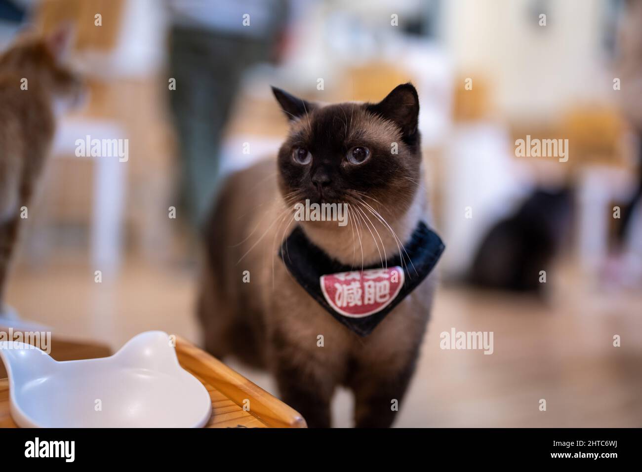 Adorable furry cat at the cat cafe Stock Photo - Alamy