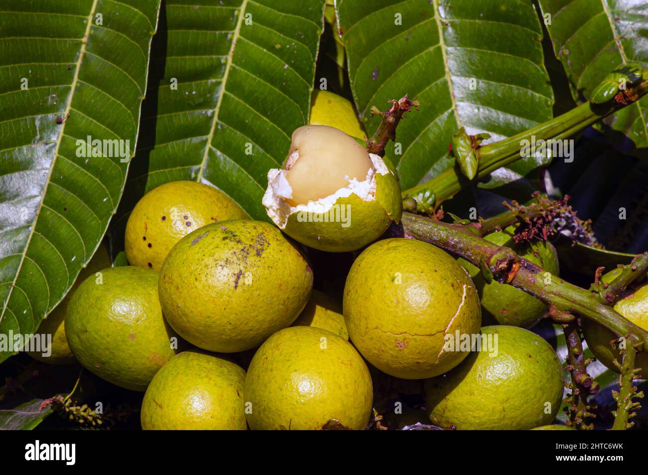 Ripe Matoa fruits (Pometia pinnata) and green leaves, native fruit from ...