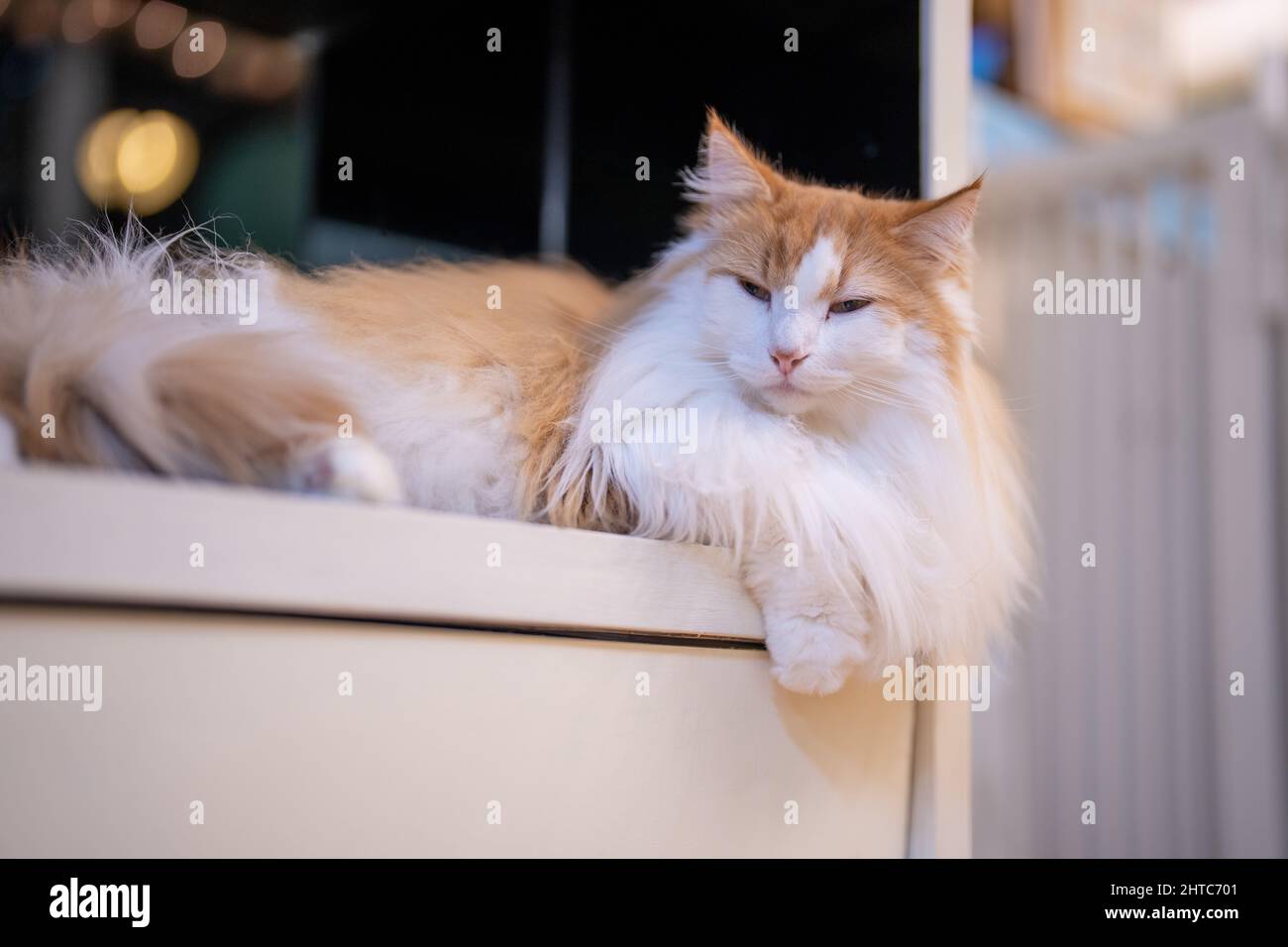 Adorable furry cat at the cat cafe Stock Photo - Alamy