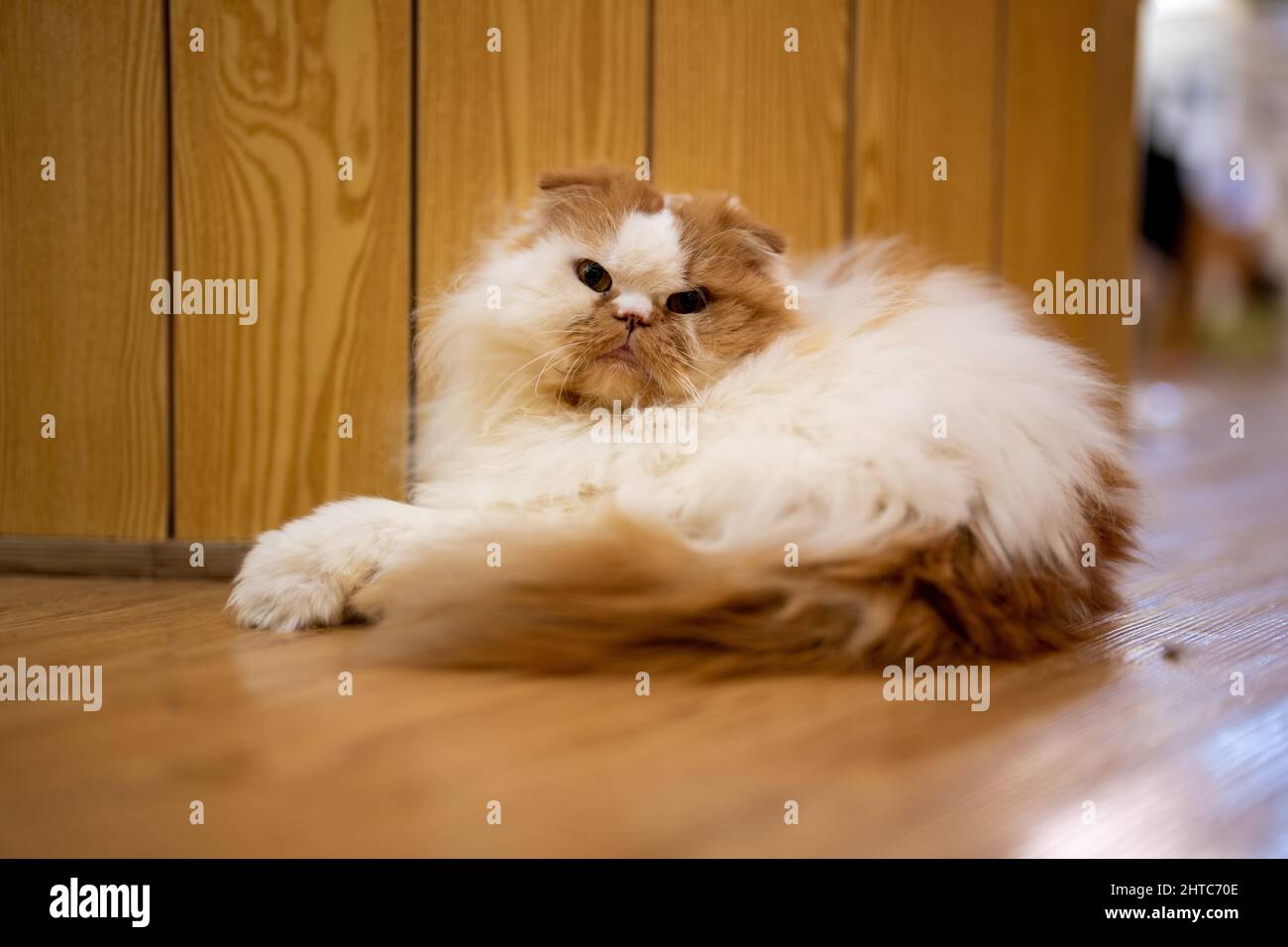 Adorable furry cat at the cat cafe Stock Photo - Alamy
