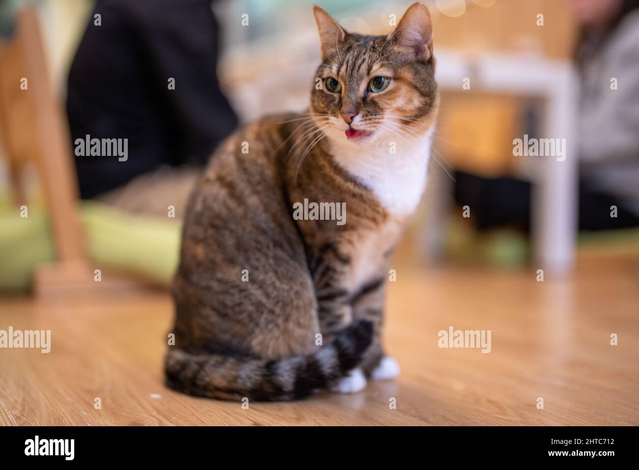 Adorable furry cat at the cat cafe Stock Photo - Alamy