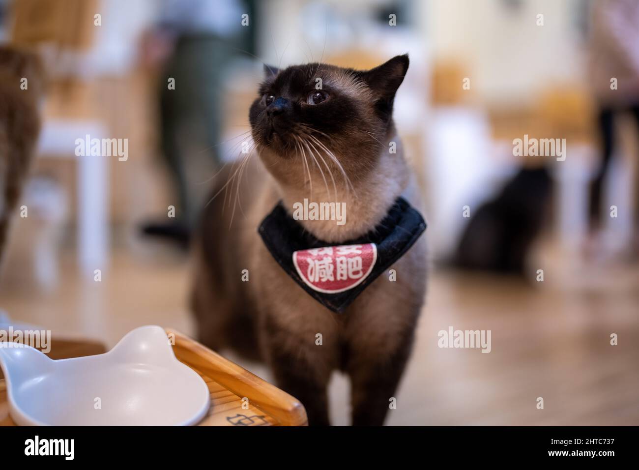 Adorable furry cat at the cat cafe Stock Photo - Alamy