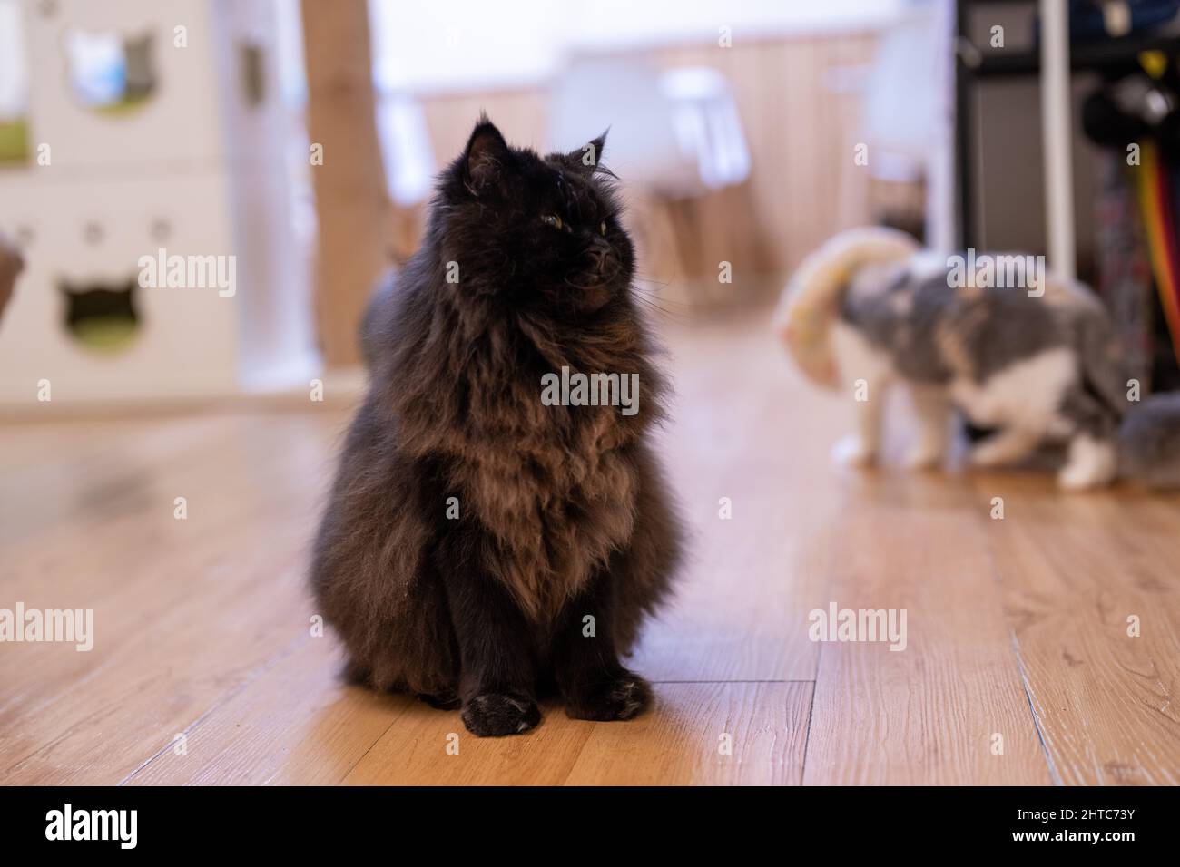 Adorable furry cat at the cat cafe Stock Photo - Alamy