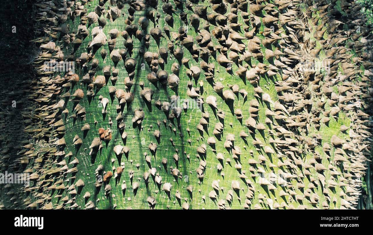 Kapok tree thorns hi-res stock photography and images - Alamy