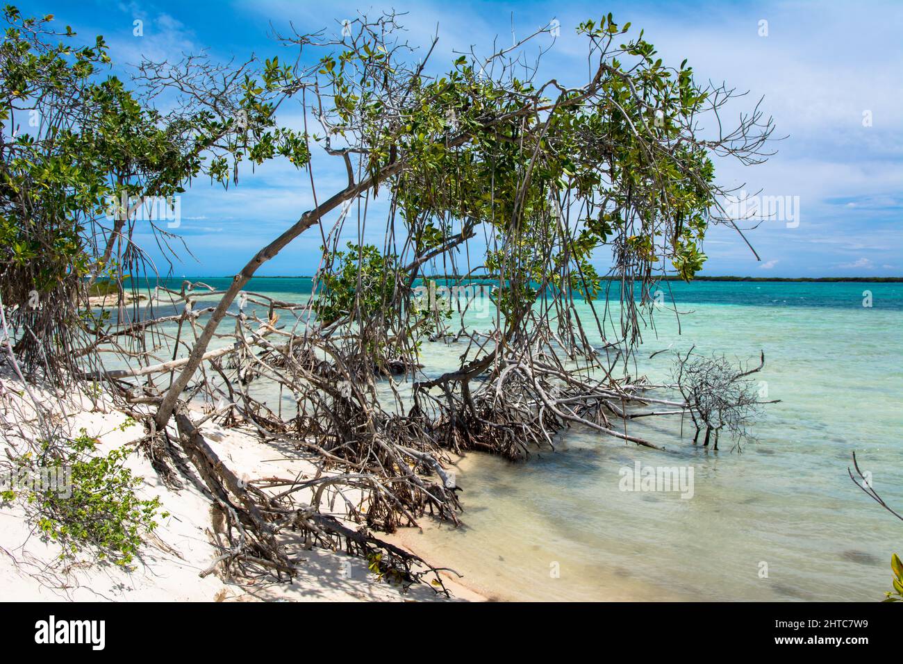 Natural view of mangrove trees in Aruba, Netherlands during summertime ...