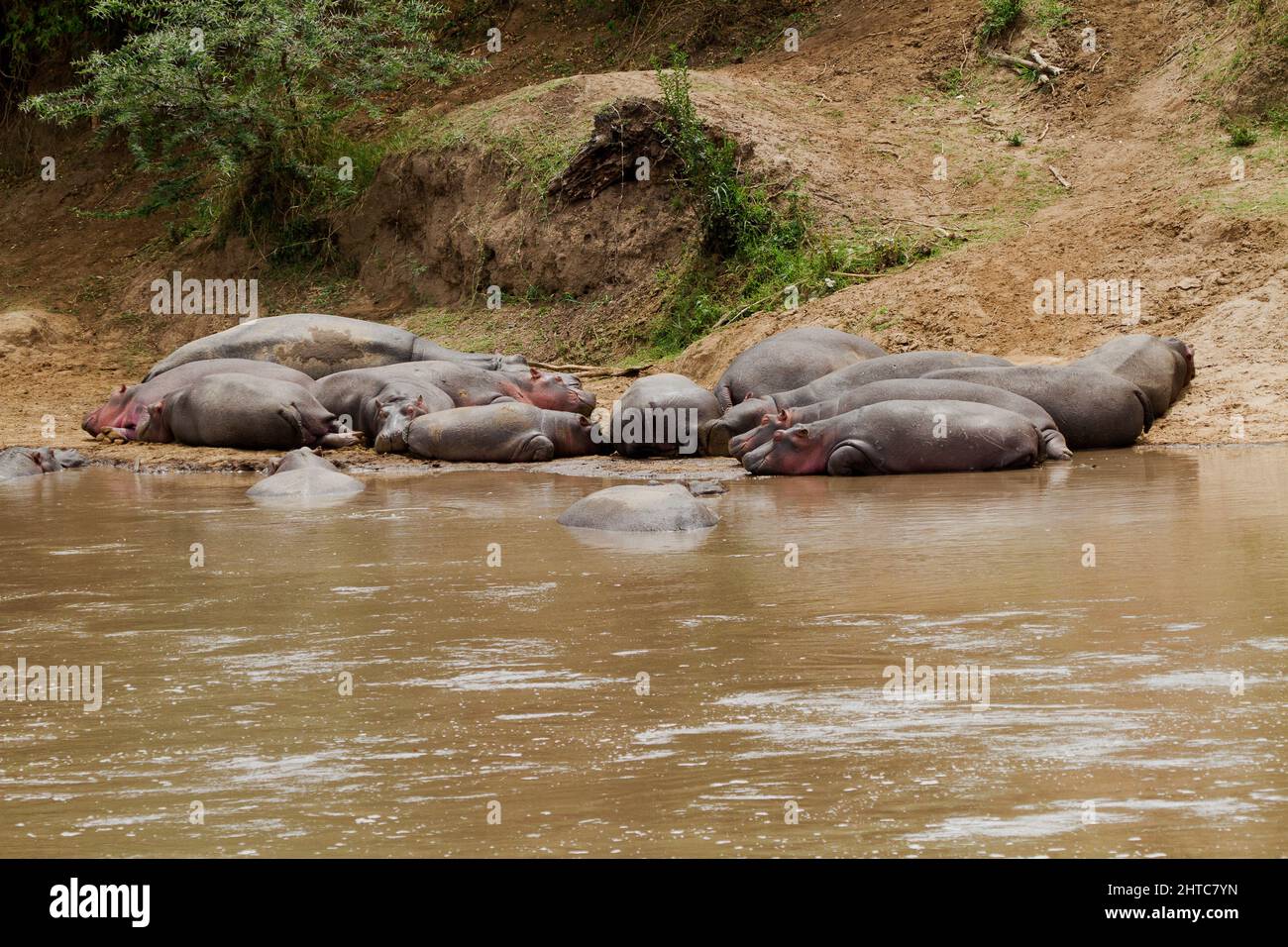 A pod of Hippopotamuses (hippopotamus amphibius) in a waterhole ...