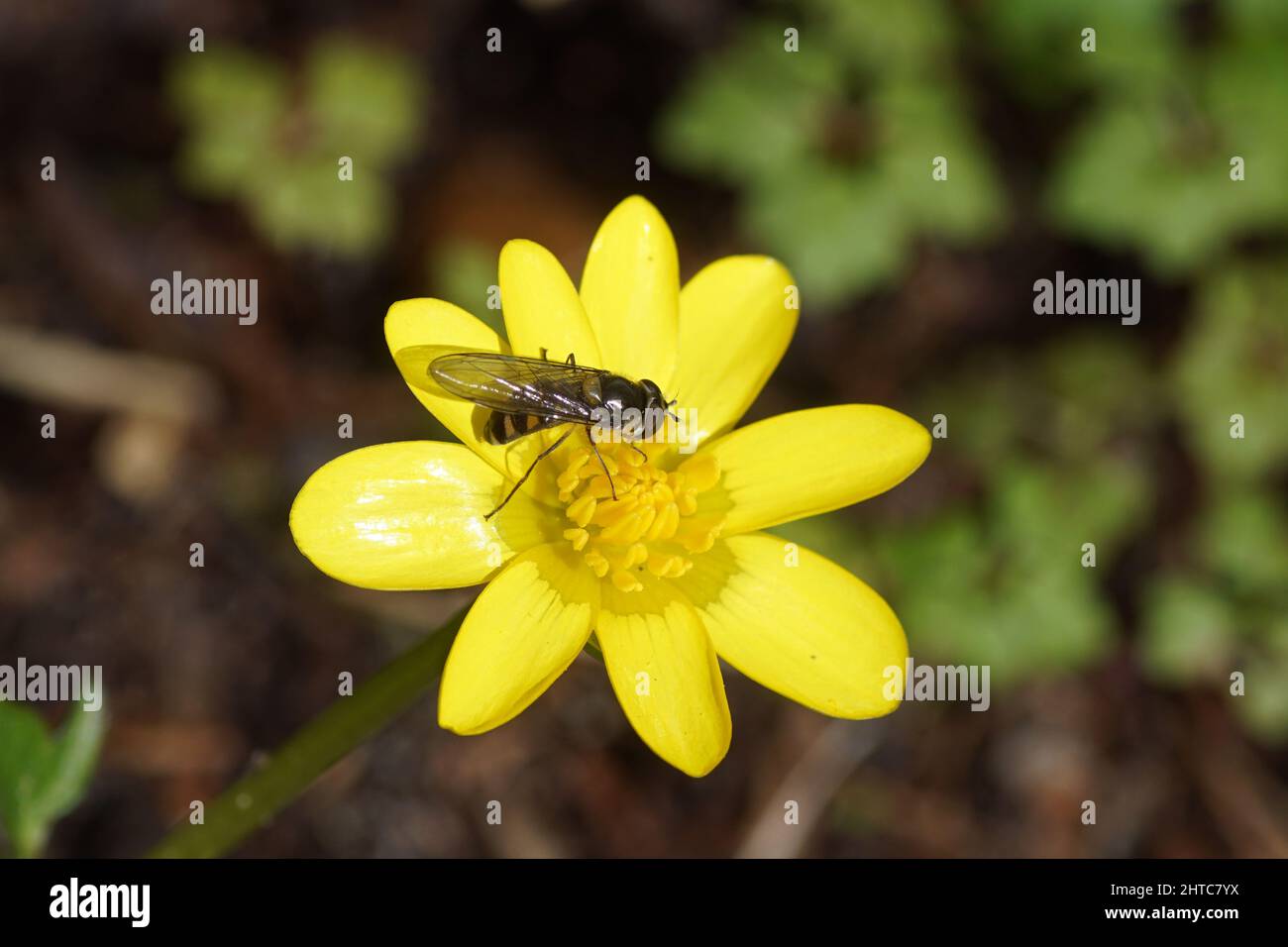 Female hoverfly Meliscaeva auricollis, family hoverflies (Syrphidae) on ...