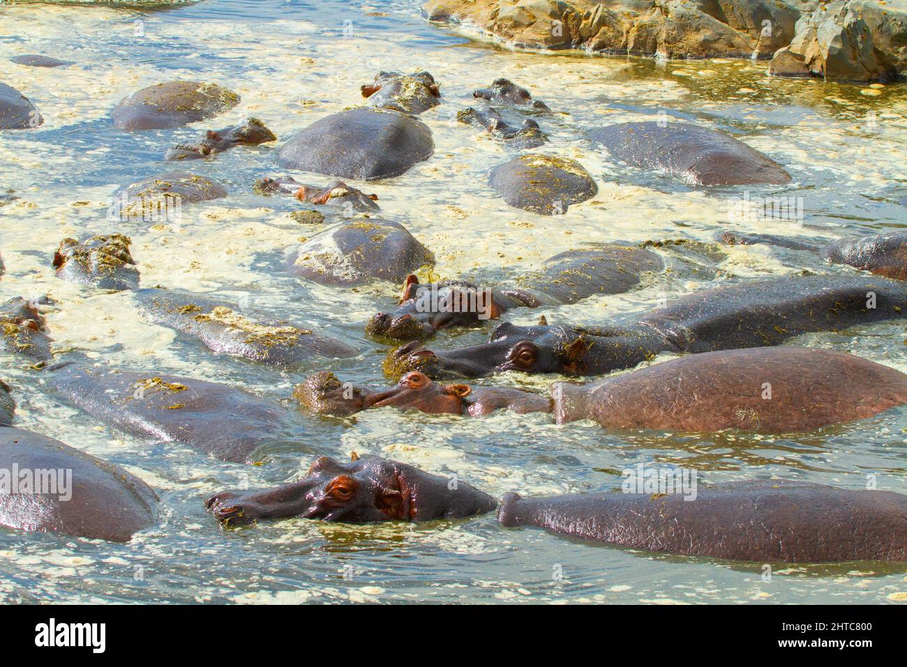 A pod of Hippopotamuses (hippopotamus amphibius) in a waterhole ...