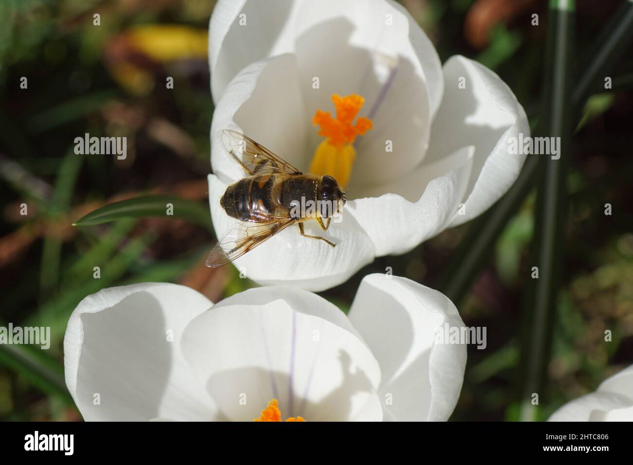 White flowering crocuses, family Iridaceae in the sun and a female ...