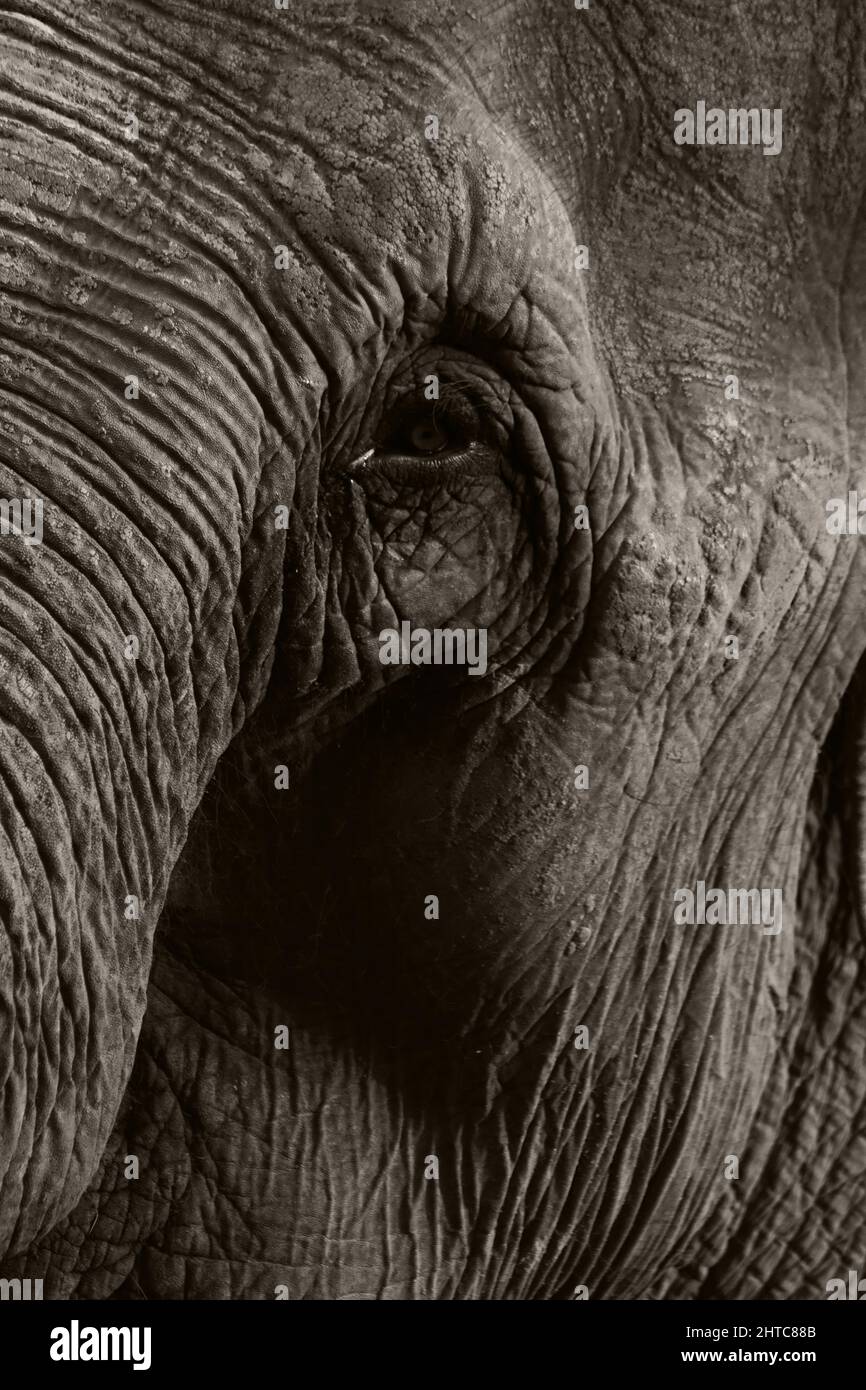 Grayscale of the wrinkled face of an elephant in the wild Stock Photo ...
