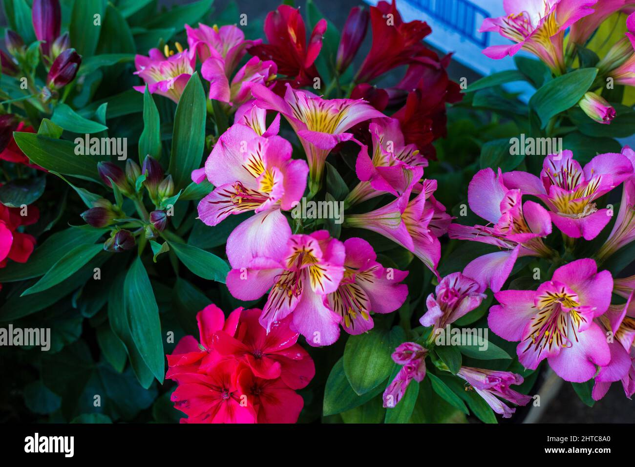 Closeup of the blossomed pink Lily of the Incas flowers in the garden ...