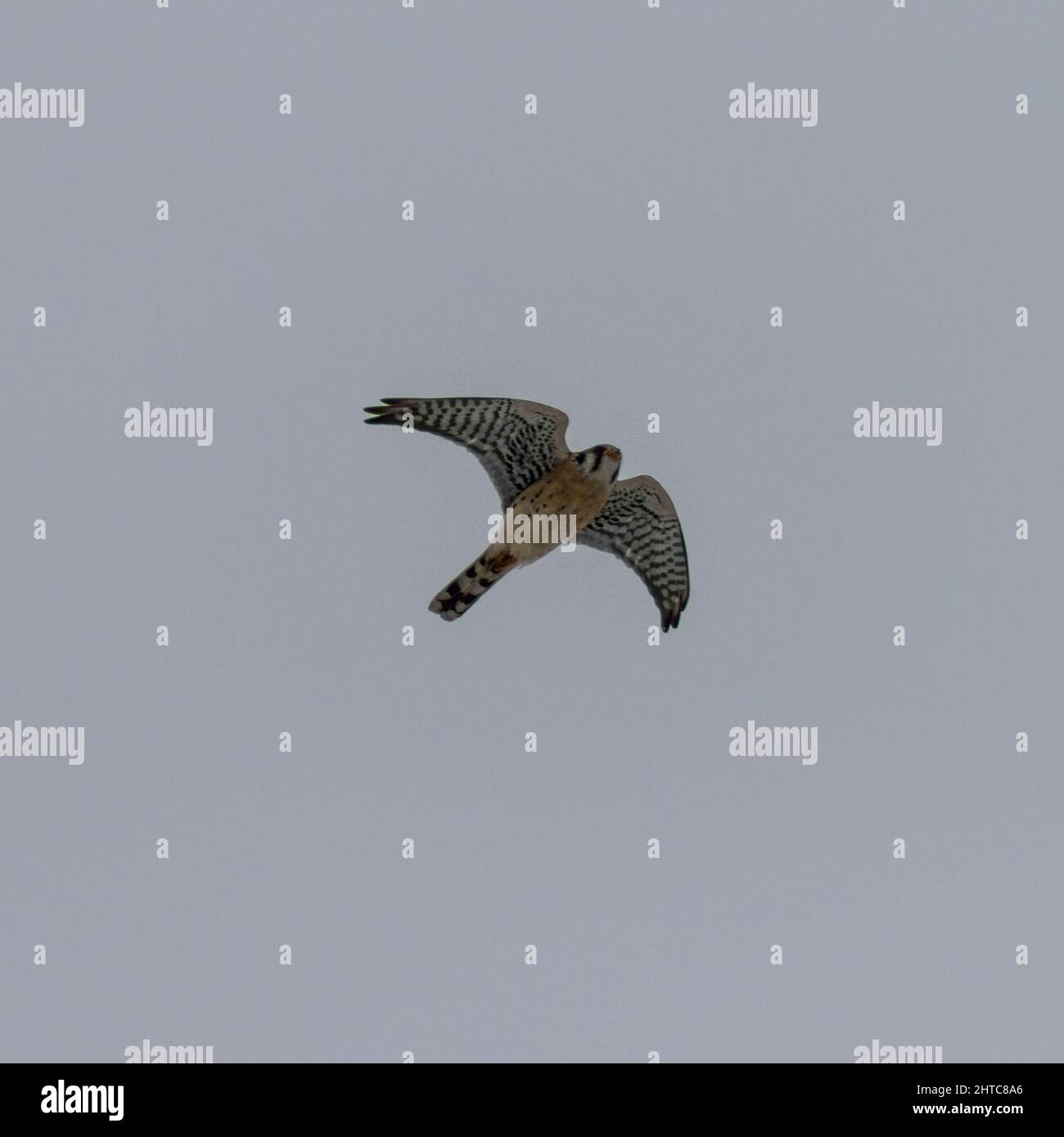 Sparrow hawk flying in hi-res stock photography and images - Alamy