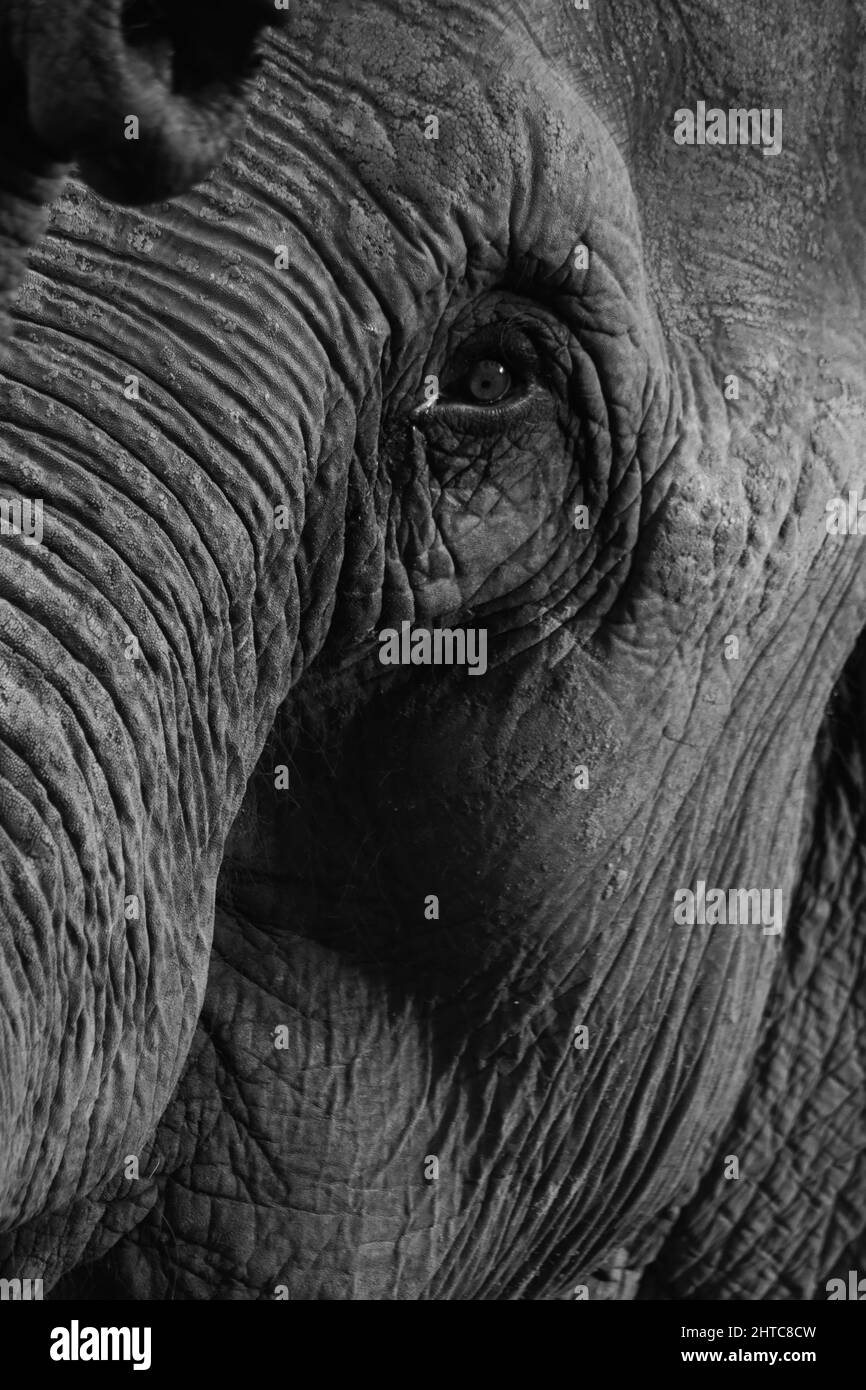 Grayscale of the wrinkled face of an elephant in the wild Stock Photo ...