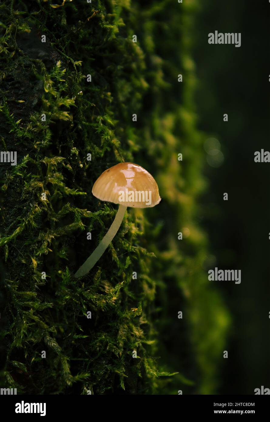 Vertical shot of a single, lonesome little mushroom growing on a moss ...