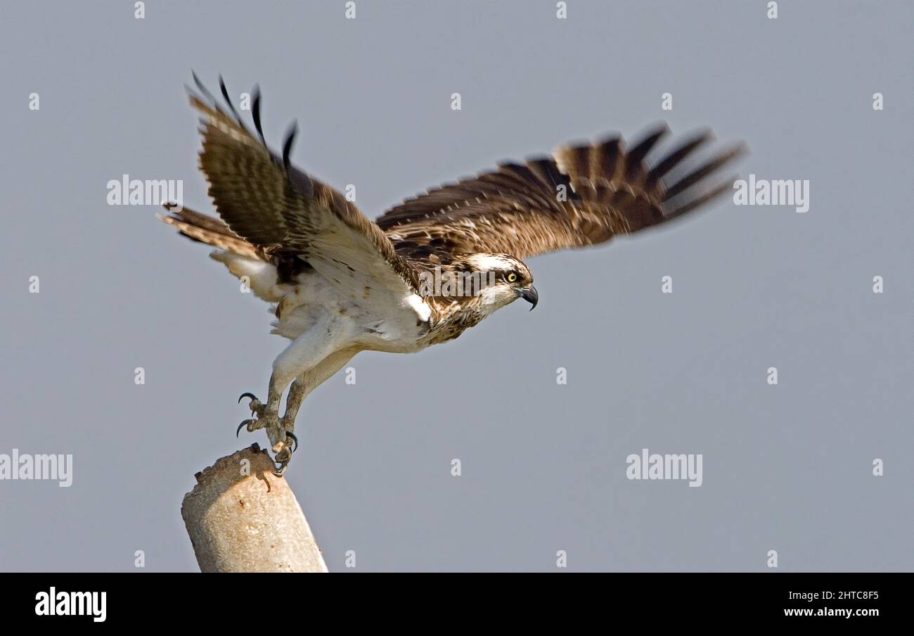 The osprey or more specifically the western osprey (Pandion haliaetus ...