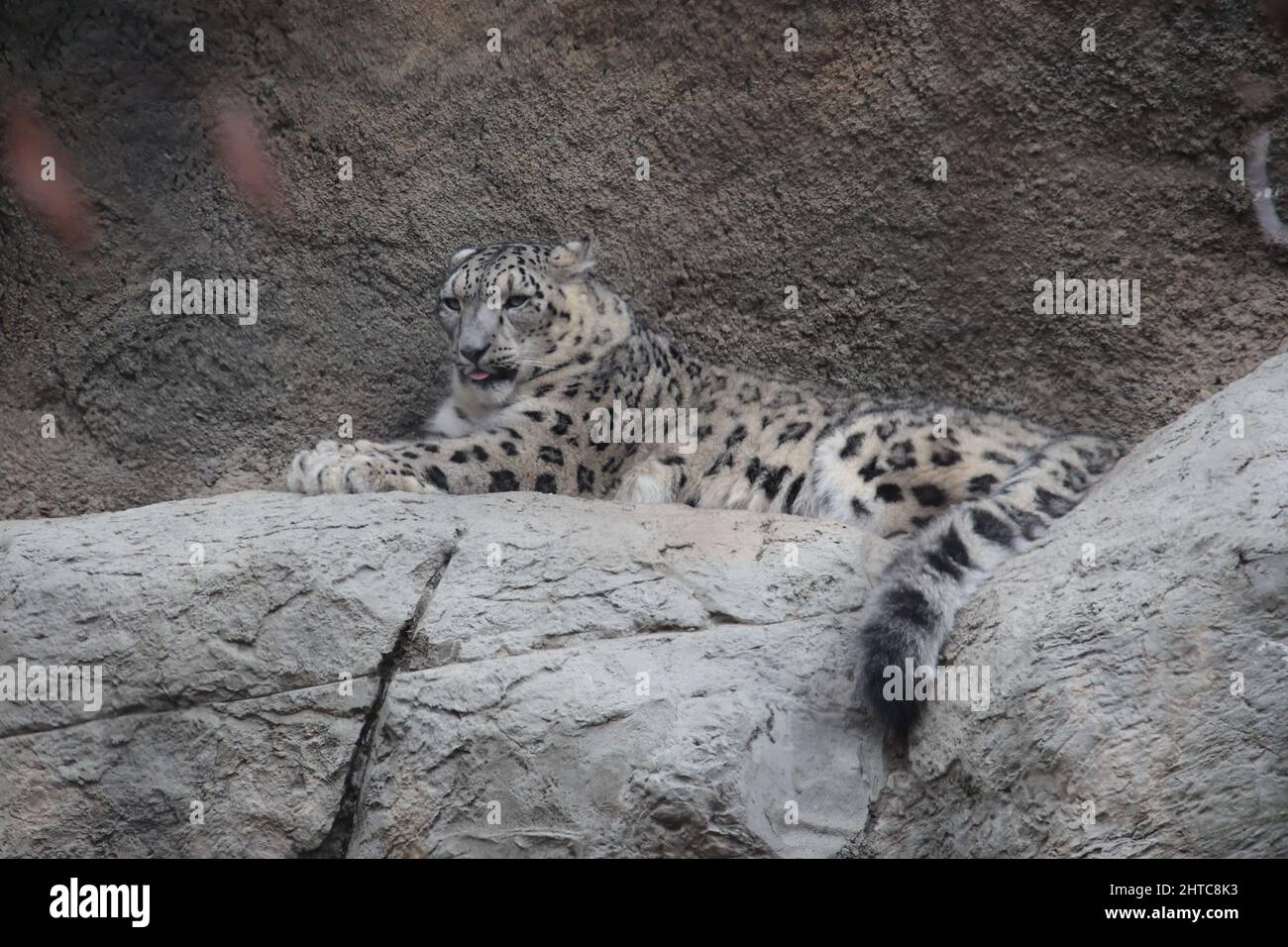 View of a beautiful Snow leopard on a stone Stock Photo - Alamy