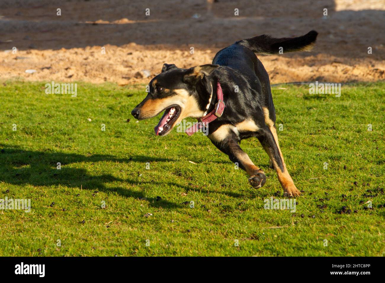 Playful dog playing outdoors, runs on the lawn Stock Photo - Alamy