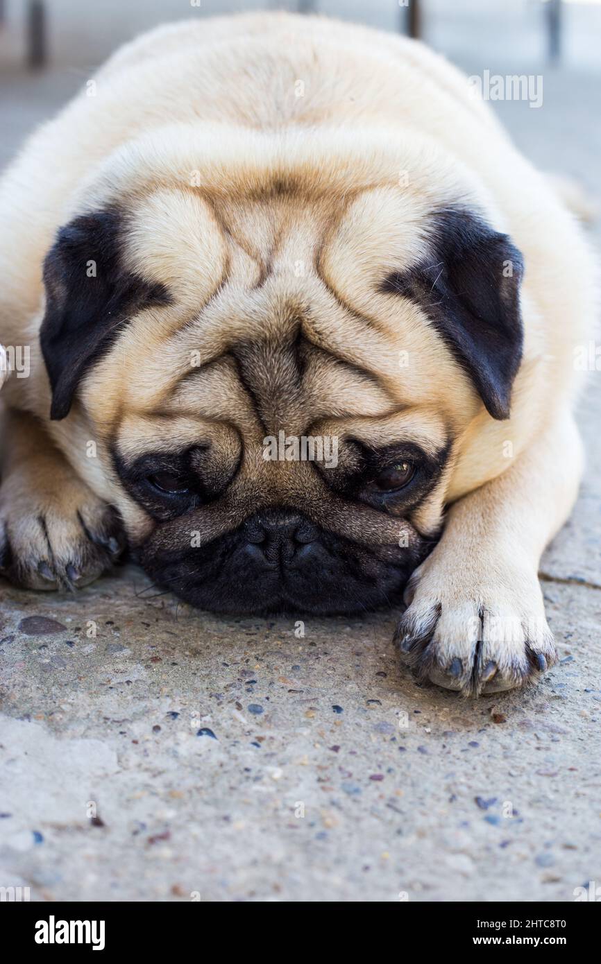 Adorable brown pug laying on the ground Stock Photo - Alamy